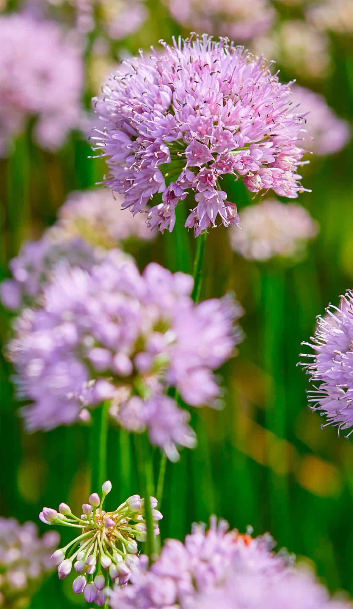Our Catalogue | Bloms Bulbs